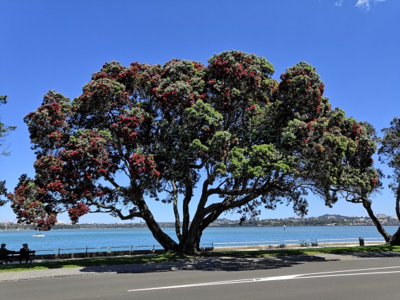 The continuing Pōhutukawa story | ARTISTRY